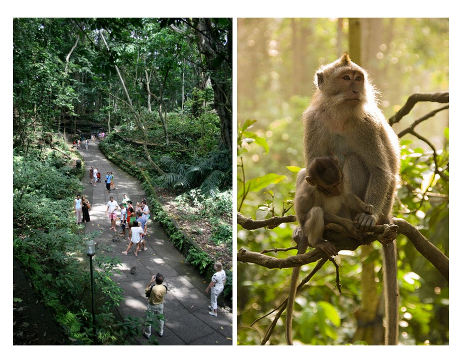 Wow Place #38 Monkey Forest Road, Ubud, Bali – Dr Clue Scavenger Hunts