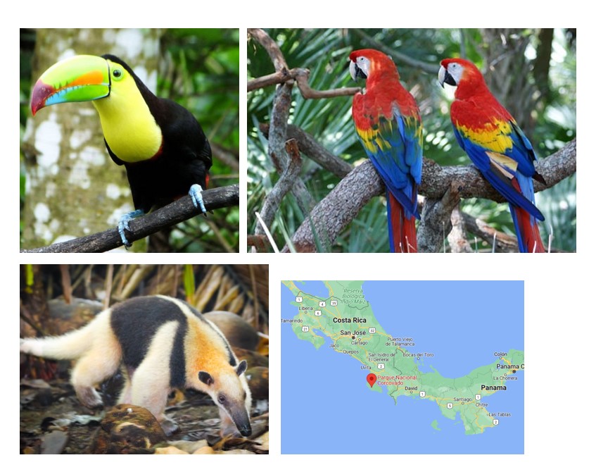 Wow Place #64: Corcovado National Forest, Costa Rica – Dr Clue ...